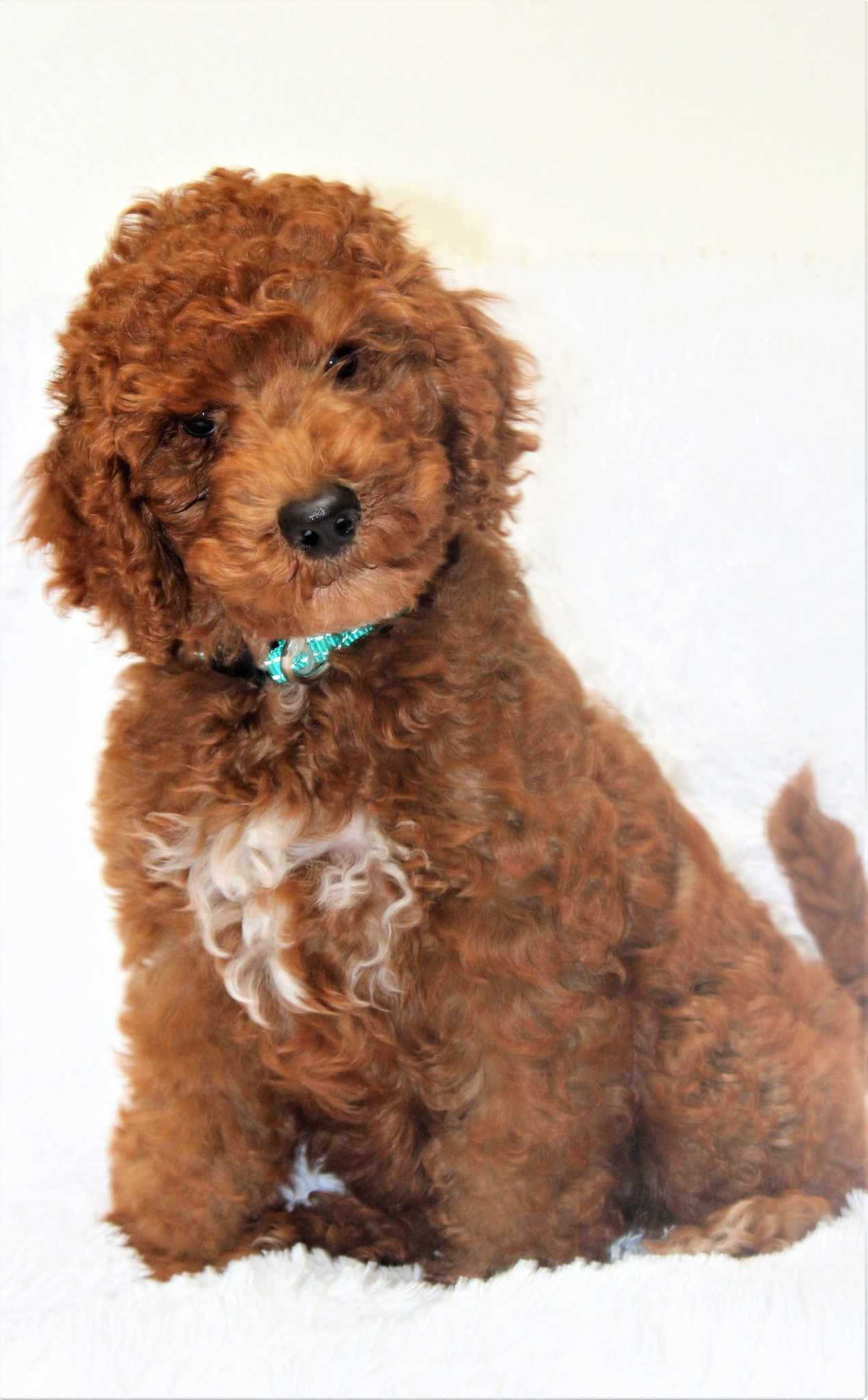 Baby Labradoodle