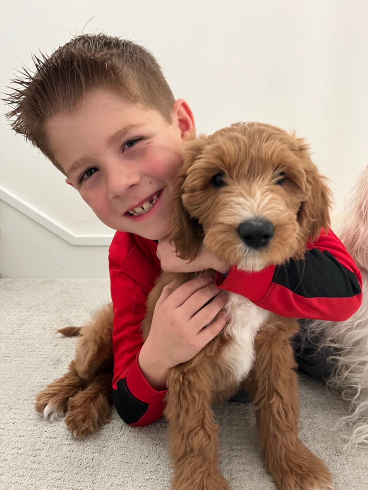Love A Labradoodle